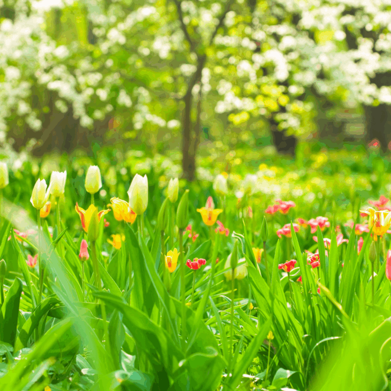 Spring Festival | The Social Shift Institute